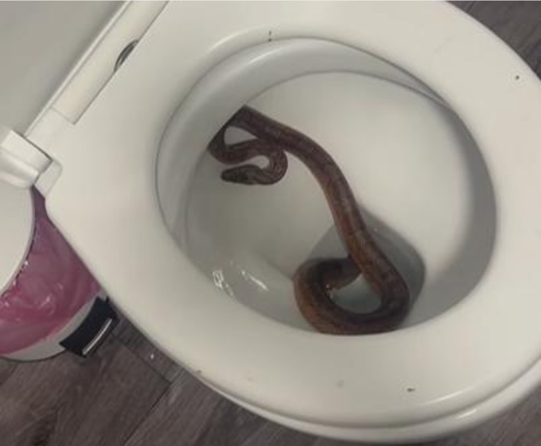 Woman Shocked as Snake Crawls Out of Toilet While She Tried to Use It ...