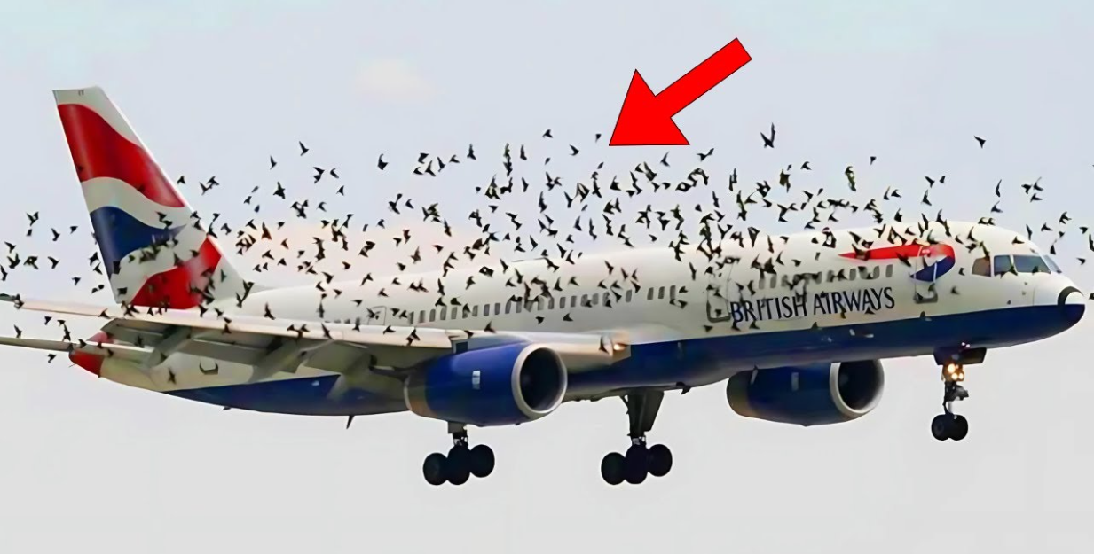Birds Refuse To Leave Plane Alone – When Realizing Why The Pilot Burst ...