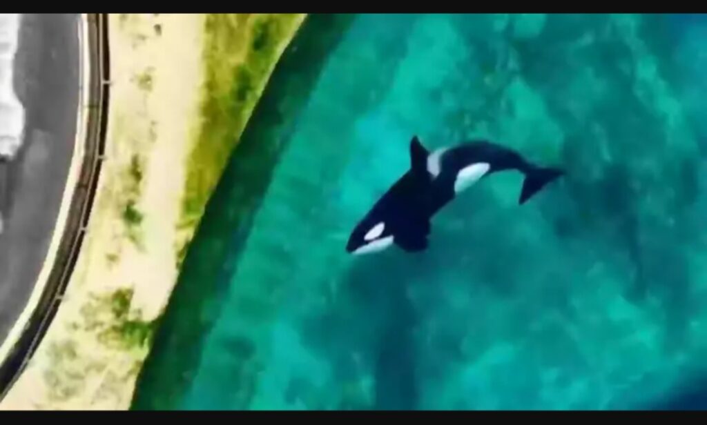 Heartbreaking footage shows two orcas left trapped in enclosure in ...
