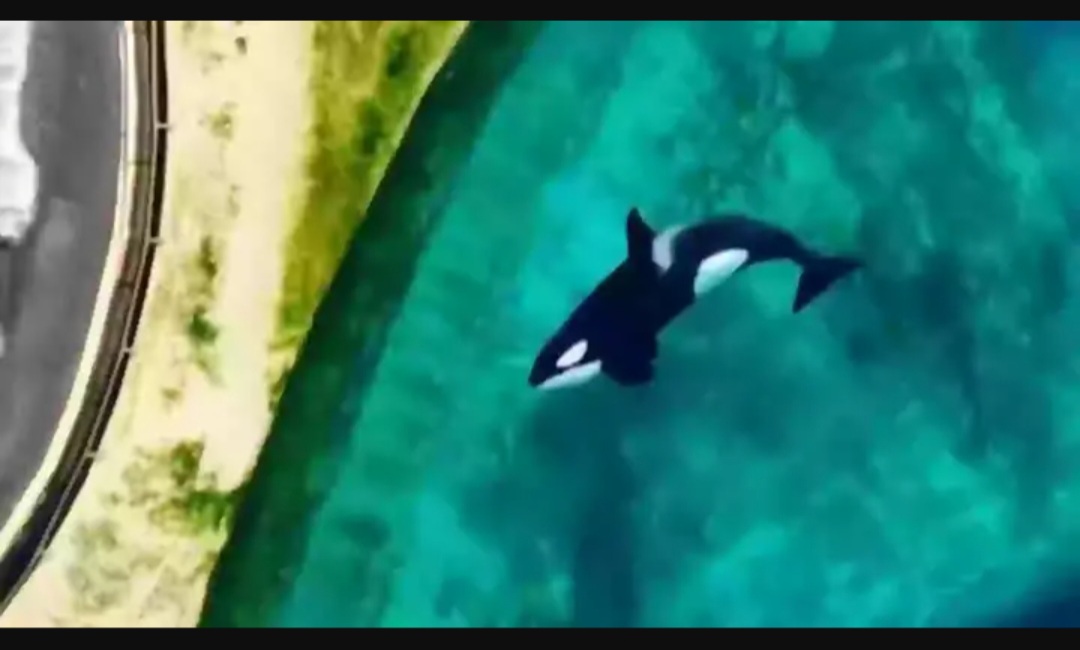 Heartbreaking footage shows two orcas left trapped in enclosure in ...